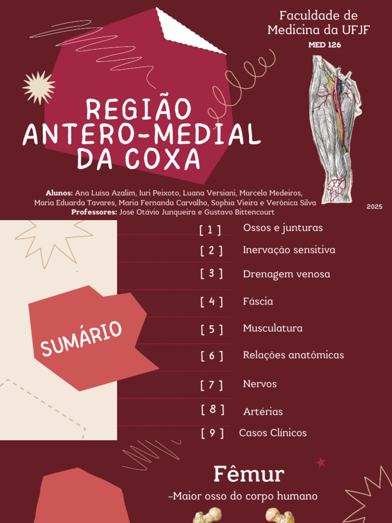 Anatomia da Região Antero-Medial da Coxa | PDF | Sistema Locomotor ...