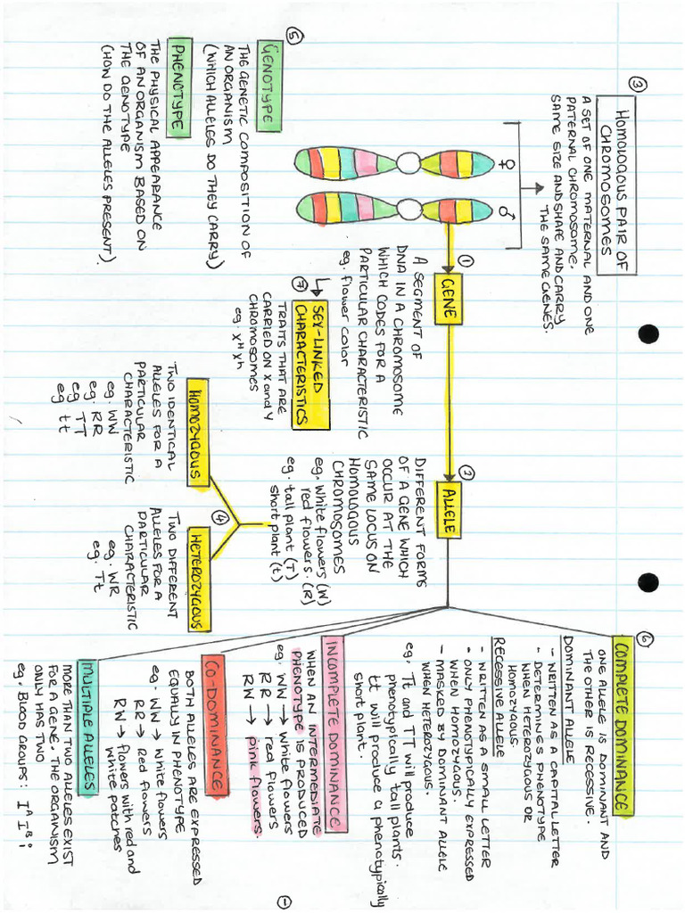 Genetics and Inheritance Notes | PDF