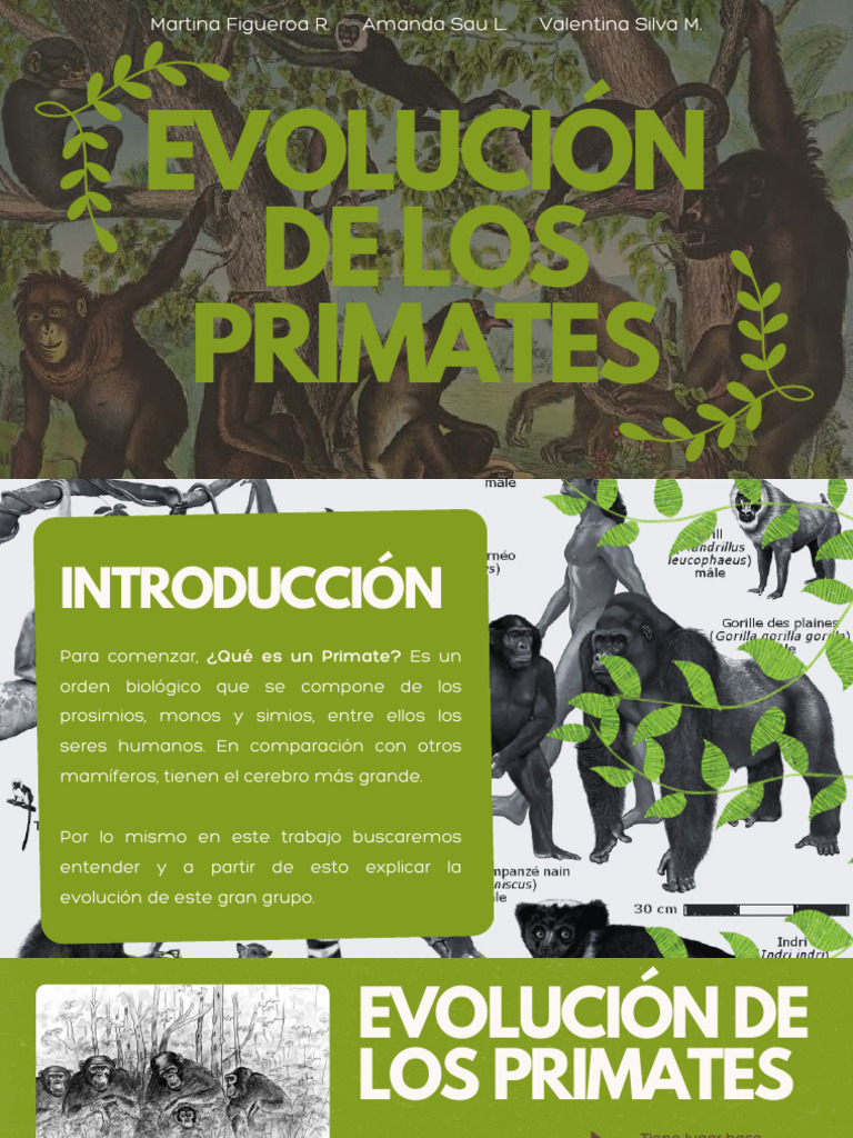Evolución de Los Primates PDF | PDF | Taxonomía de primates | Taxonomía ...