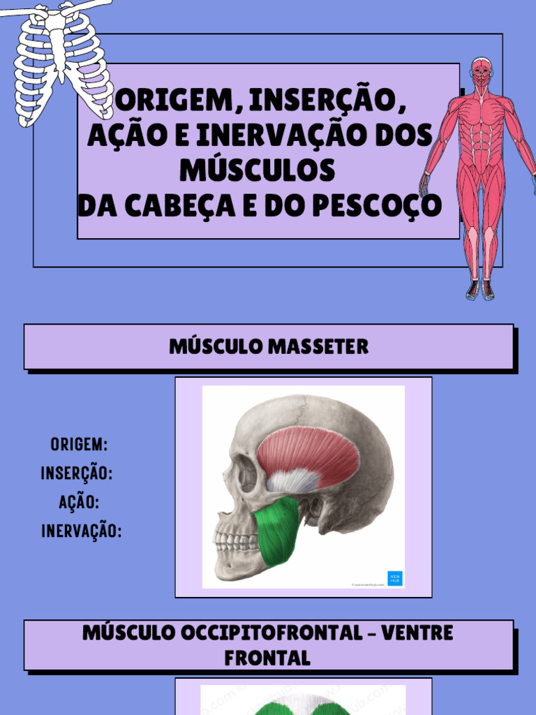 Músculos da Cabeça e Pescoço: Anatomia | PDF