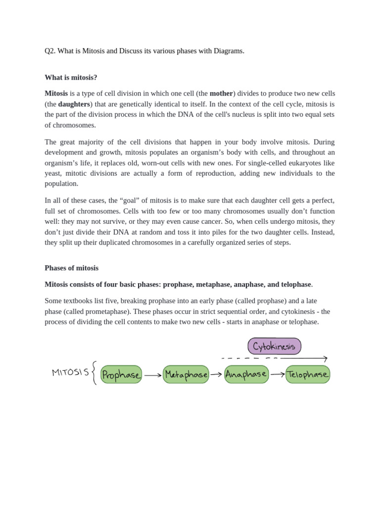 Q2 Mitosis With Diagrams | PDF | Mitosis | Life Sciences