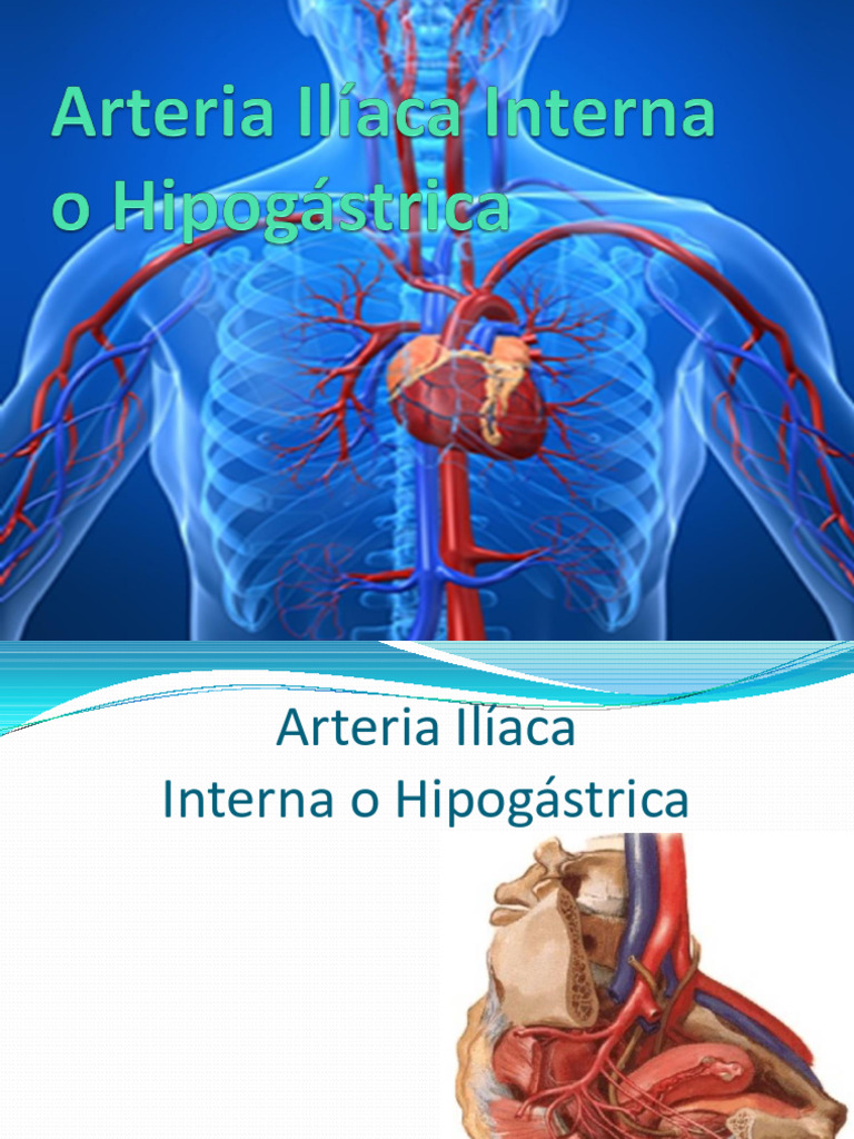11-3 Sistema Vascular Periferico Arterial Iliaca Interna o Hipogastrica ...