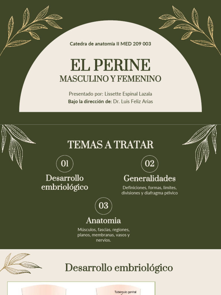 02-El Perine - Catedra de Anatomia II - Lissette Espinal Lazala | PDF ...