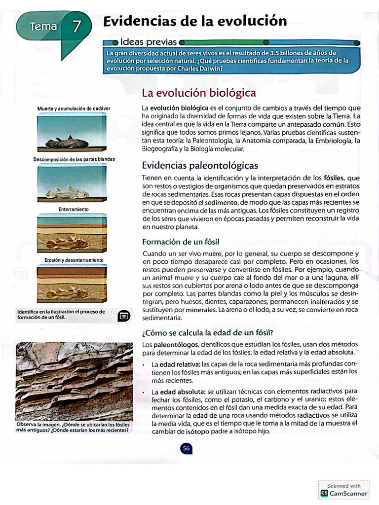 Evidencias de La Evolución | PDF