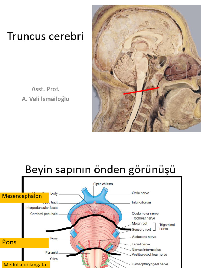 Truncus Cerebri | PDF