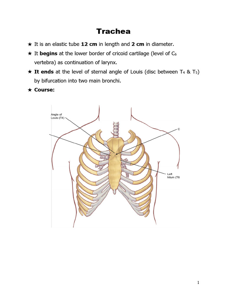Final Part of Thorax 2023 (Recovered) | PDF | Esophagus | Aorta
