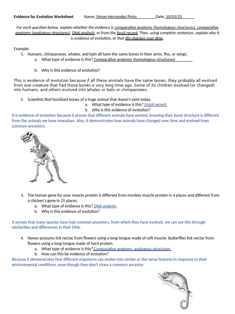 Simón Hernández Pinto - Evidence For Evolution Worksheet | PDF ...