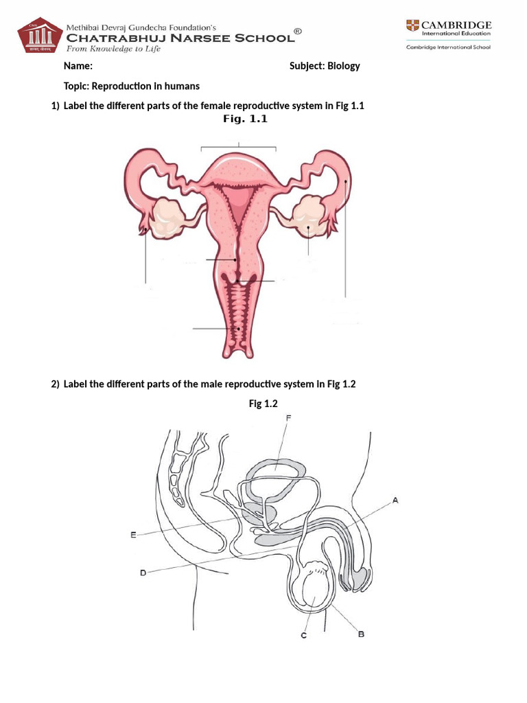 Human_Repro_system_diagram (1) | PDF
