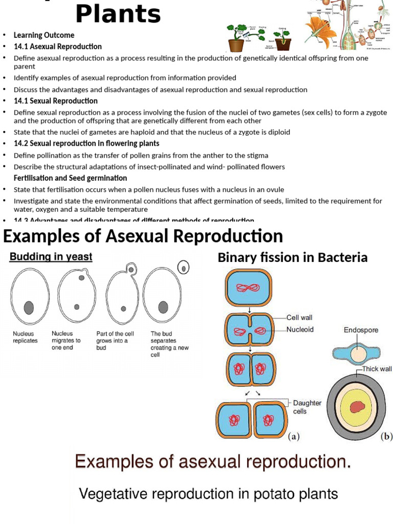 Overview of Reproductive Processes | PDF | Sexual Reproduction ...