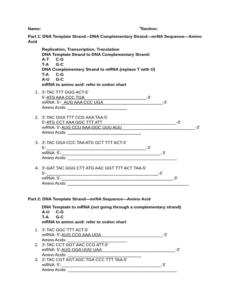 Activity 1 (Replication, Transcription, Translation) | PDF