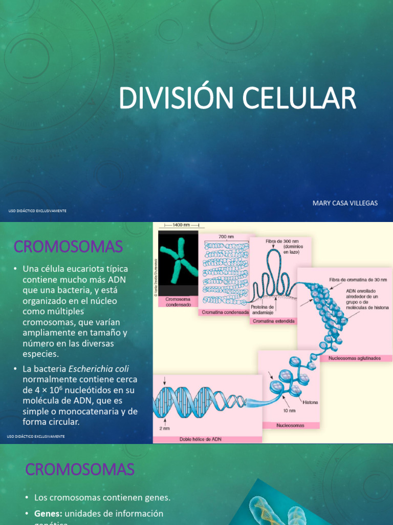 Cap.7 División Celular | PDF | Mitosis | Mitosis