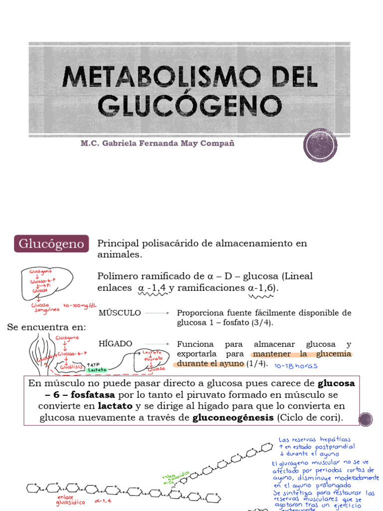 Metabolismo del Glucógeno: Glucogénesis y Glucogenólisis | PDF ...