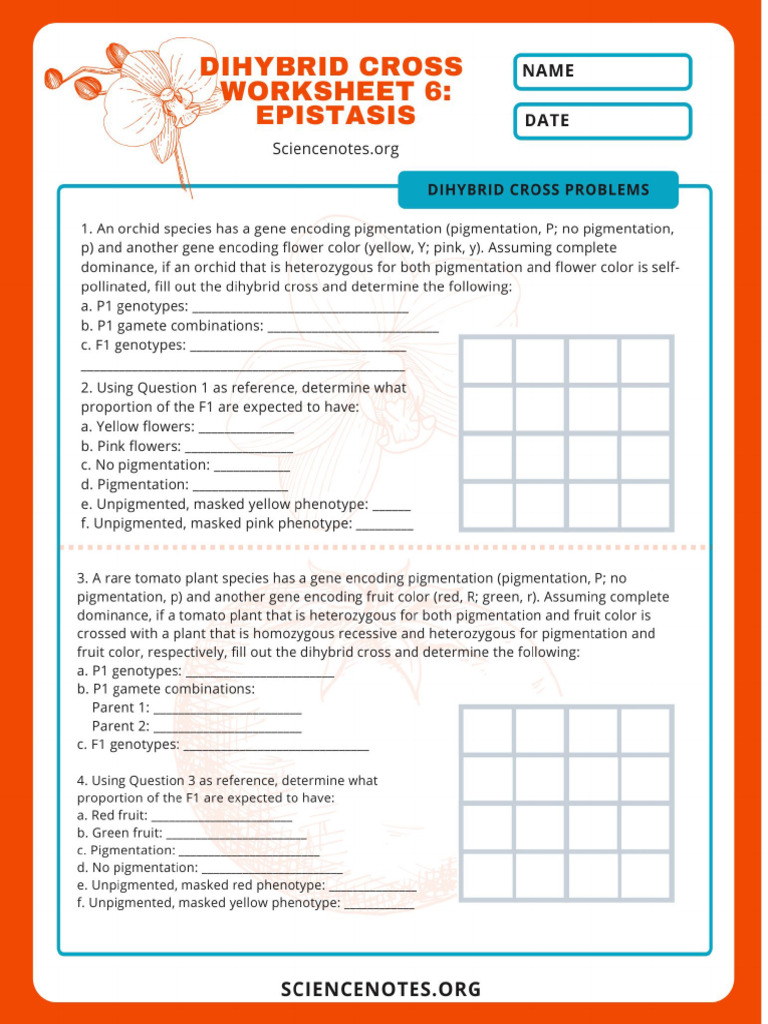 Dihybrid Cross 6 Epistasis | PDF