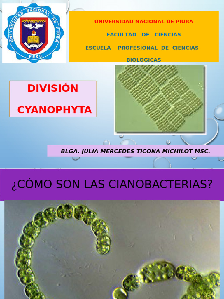 Semana 2 División Cyanophyta | PDF | Cianobacterias | Biología