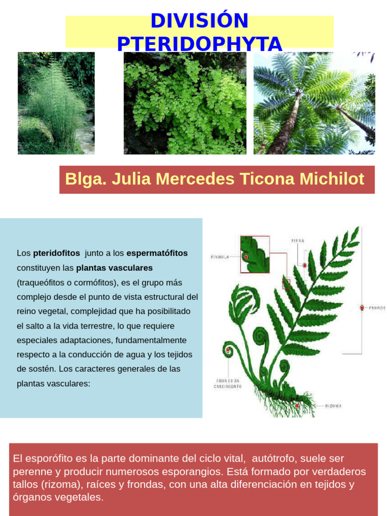 Pteridofitos: Características y Ciclo de Vida | PDF | Plantas | Helecho