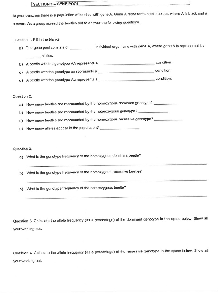 Beetle Allele Prac Sheet | PDF