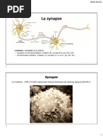 Les Curares | PDF | Acétylcholine | Synapse