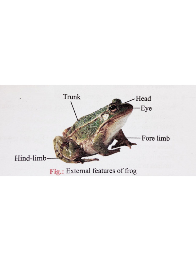 Morphology of Frog Diagram | PDF