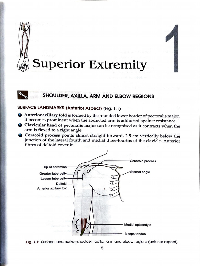Surface Anatomy of Upper Limb - A. Halim | PDF