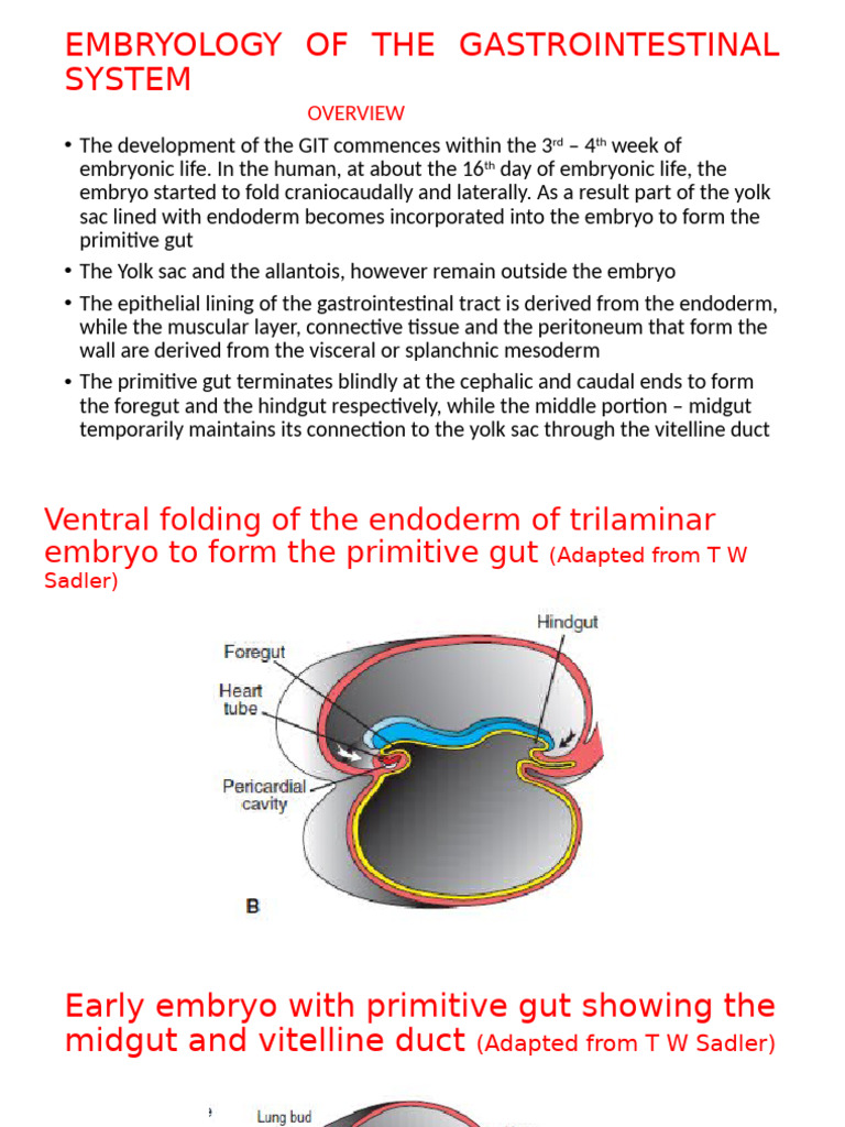 Embryology of the GIT | PDF | Gastrointestinal Tract | Liver