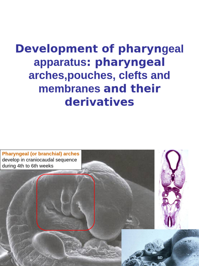 Pharyngeal Apparatus Development | PDF | Human Anatomy | Human Head And ...
