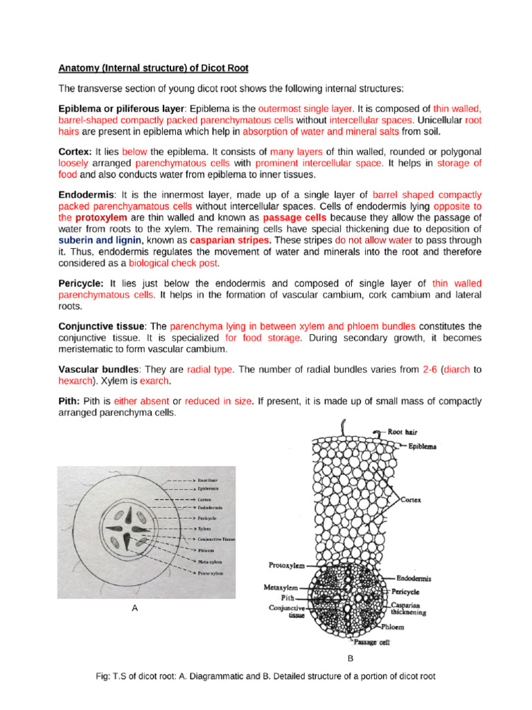 Anatomy of Root, Stem and Leaf and Secondary Growth | PDF
