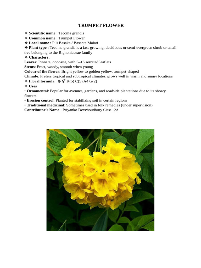 Trumpet Flower | PDF