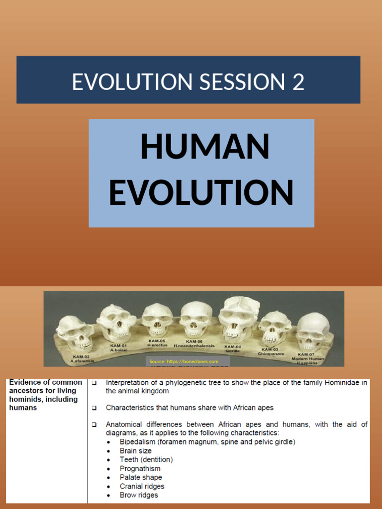 Human Evolution and Hominid Lineage | PDF | Homo | Hominini