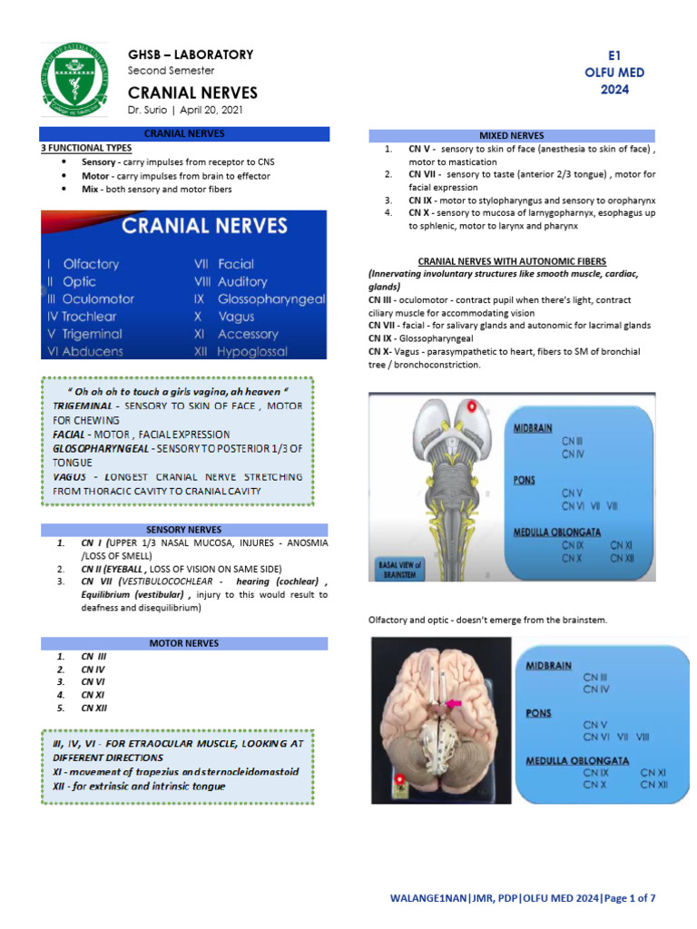 Cranial Nerves: Functions and Anatomy | PDF | Nervous System | Human ...