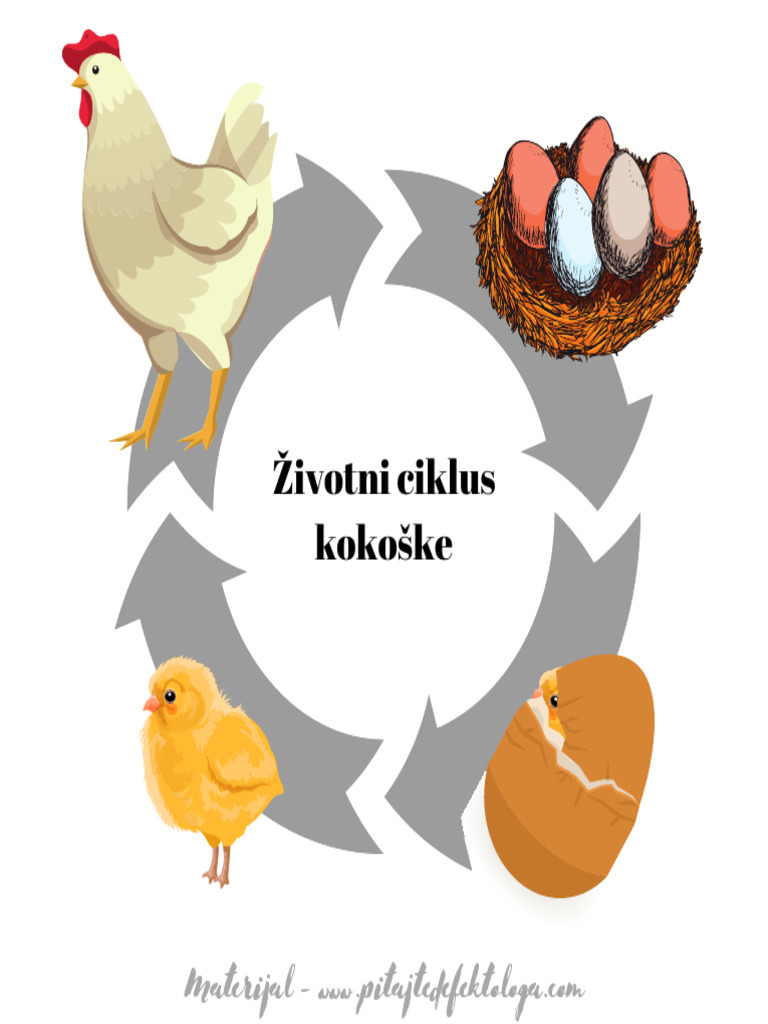 Zivotni Ciklus Kokoske | PDF