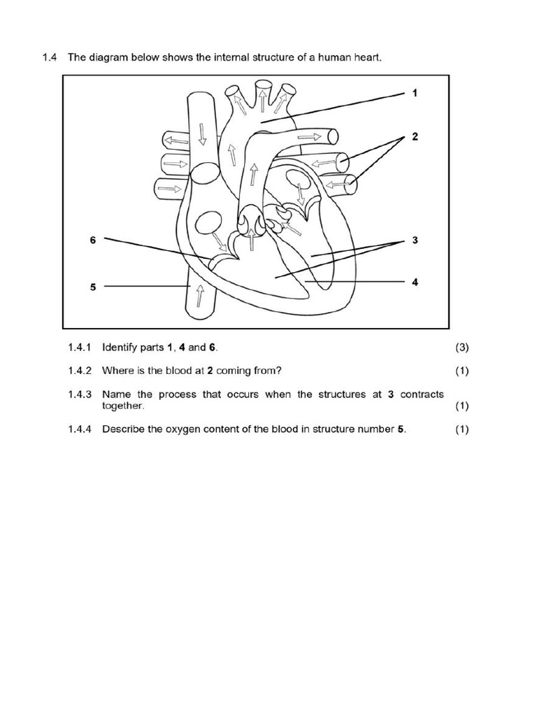 Mammal Transport Worksheet | PDF