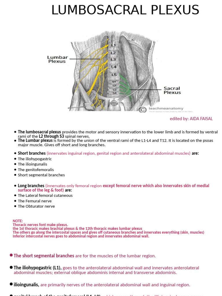 Lumbosacral Plexus Anatomy Overview | PDF | Human Leg | Human Anatomy