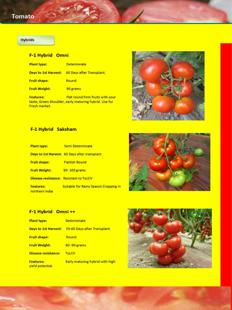 F1 Hybrid Tomato Seed Varieties | PDF