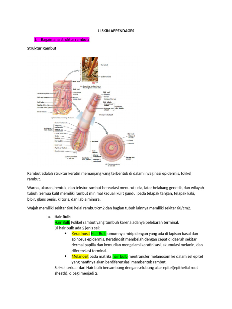 Li Skin Appendages | PDF