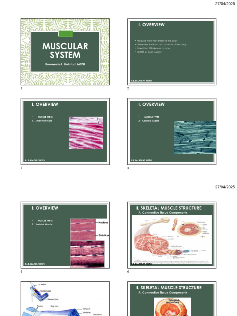 Brachialis and Muscle System Overview | PDF | Human Leg | Skeletal Muscle