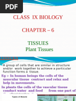 Tissues Class 9 Notes | PDF | Epithelium | Tissue (Biology)