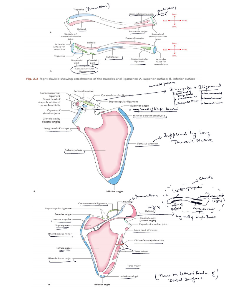 Anatomy Practical | PDF