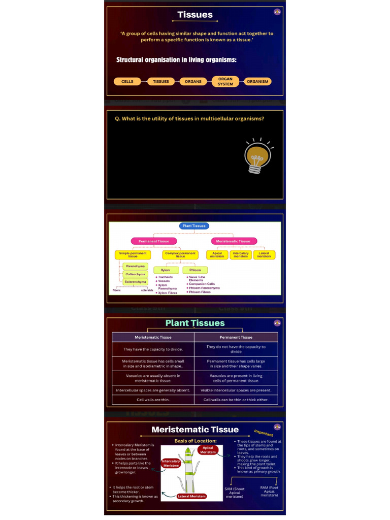 Science Tissues Notes and Questions | PDF