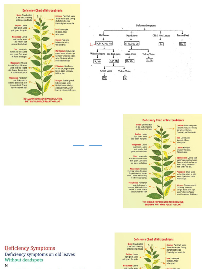 4 Micro Nutrient Deficiency and Their Remedies | PDF