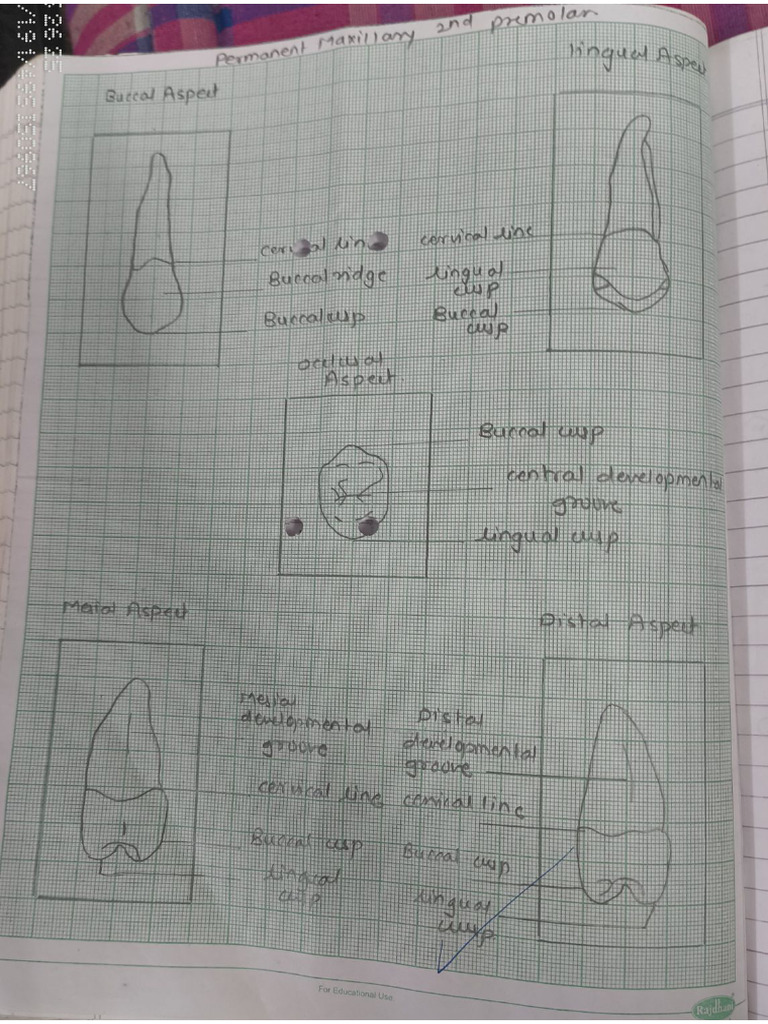 Maxillary 2nd Premolar To Mandibular 2nd Premolar | PDF
