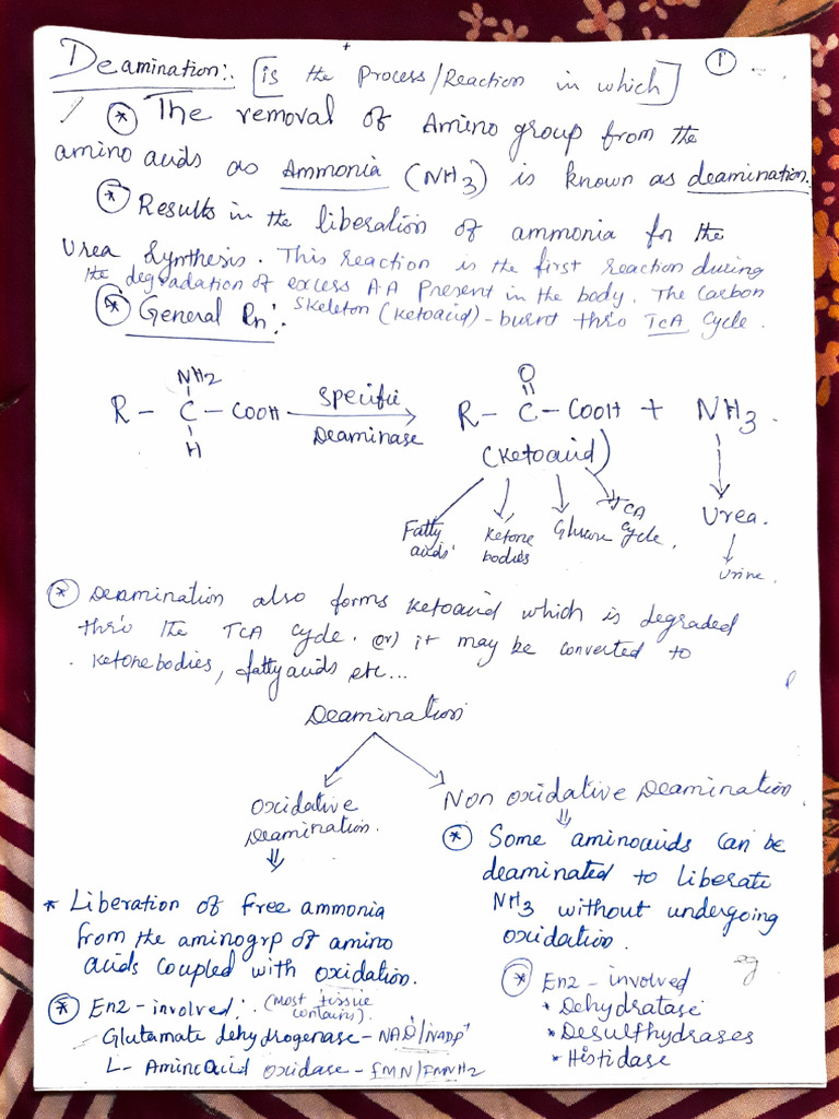 Deamination and Decarboxylation Overview | PDF | Metabolism | Biochemistry