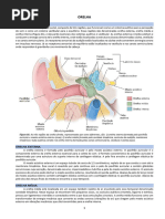 Anatomia da Orelha: Estruturas e Funções | PDF | Orelha | Audição