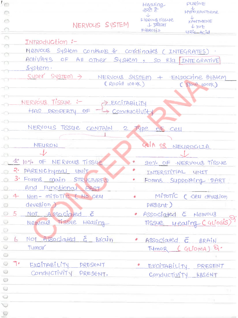 Updated Nervous System - 5deda2c5 2ec2 4178 9375 4cf7513e0a54 | PDF