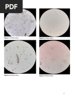 Atlas URINALISE | PDF