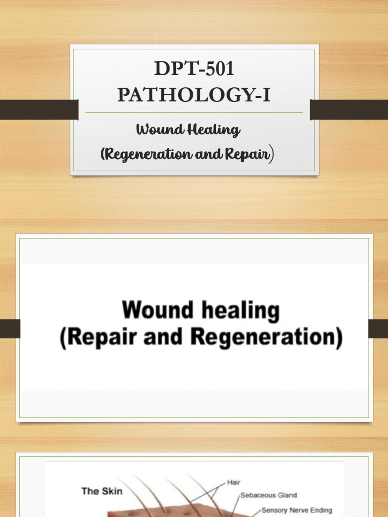 LEC 04 Wound Healing (Regeneration & Repair) - 2504 - 250501 - 170443 | PDF