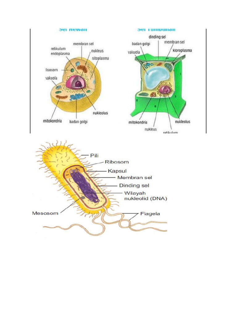 1 Gambar Sel | PDF