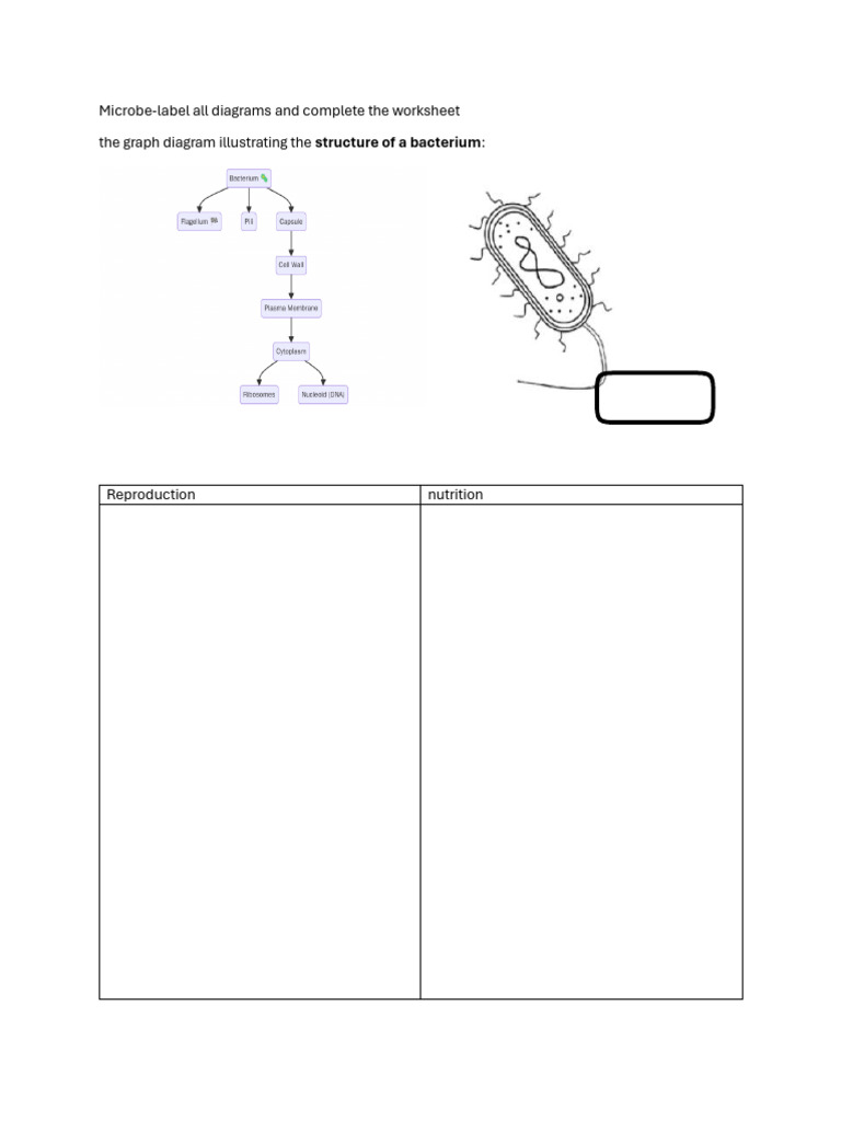 Microbes Activity Sheet | PDF