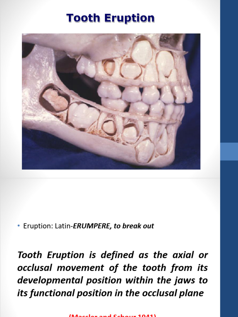 Phases of Tooth Eruption Explained | PDF | Dental Anatomy | Human Tooth