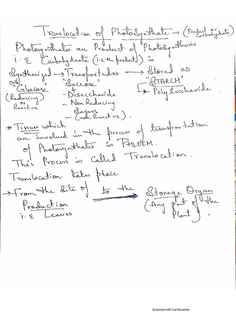 Translocation of Photosynthates | PDF