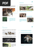 Lobos Continuemos Estudiando | PDF | Zoología